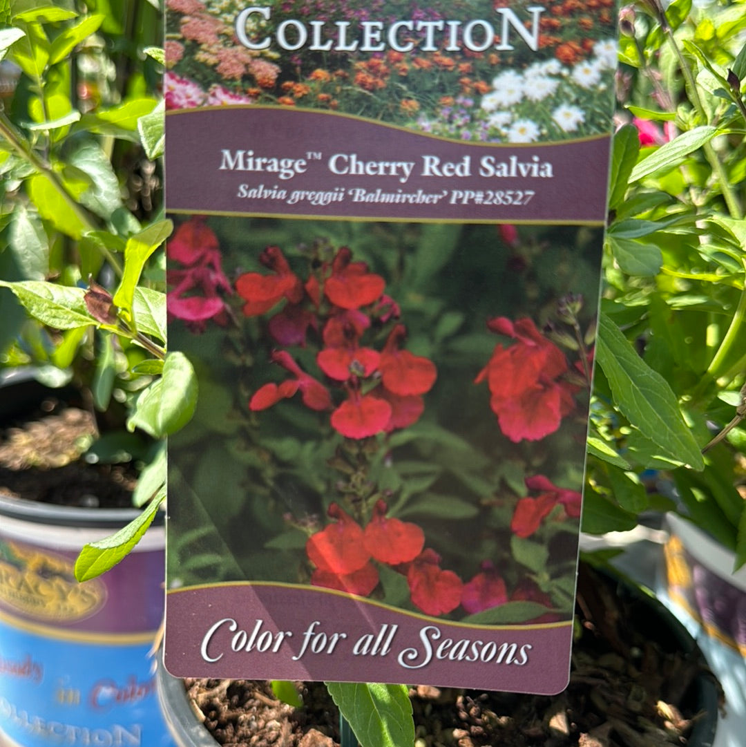 Salvia Mirage Cherry Red Becnels Home And Garden