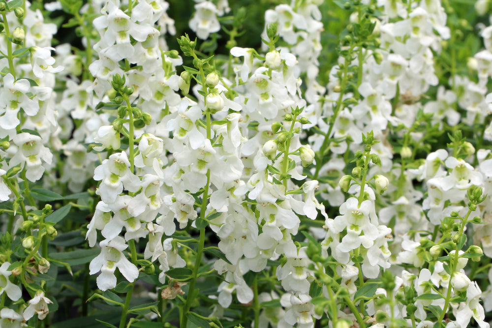 Angelonia Archangel White – Becnel's Home & Garden